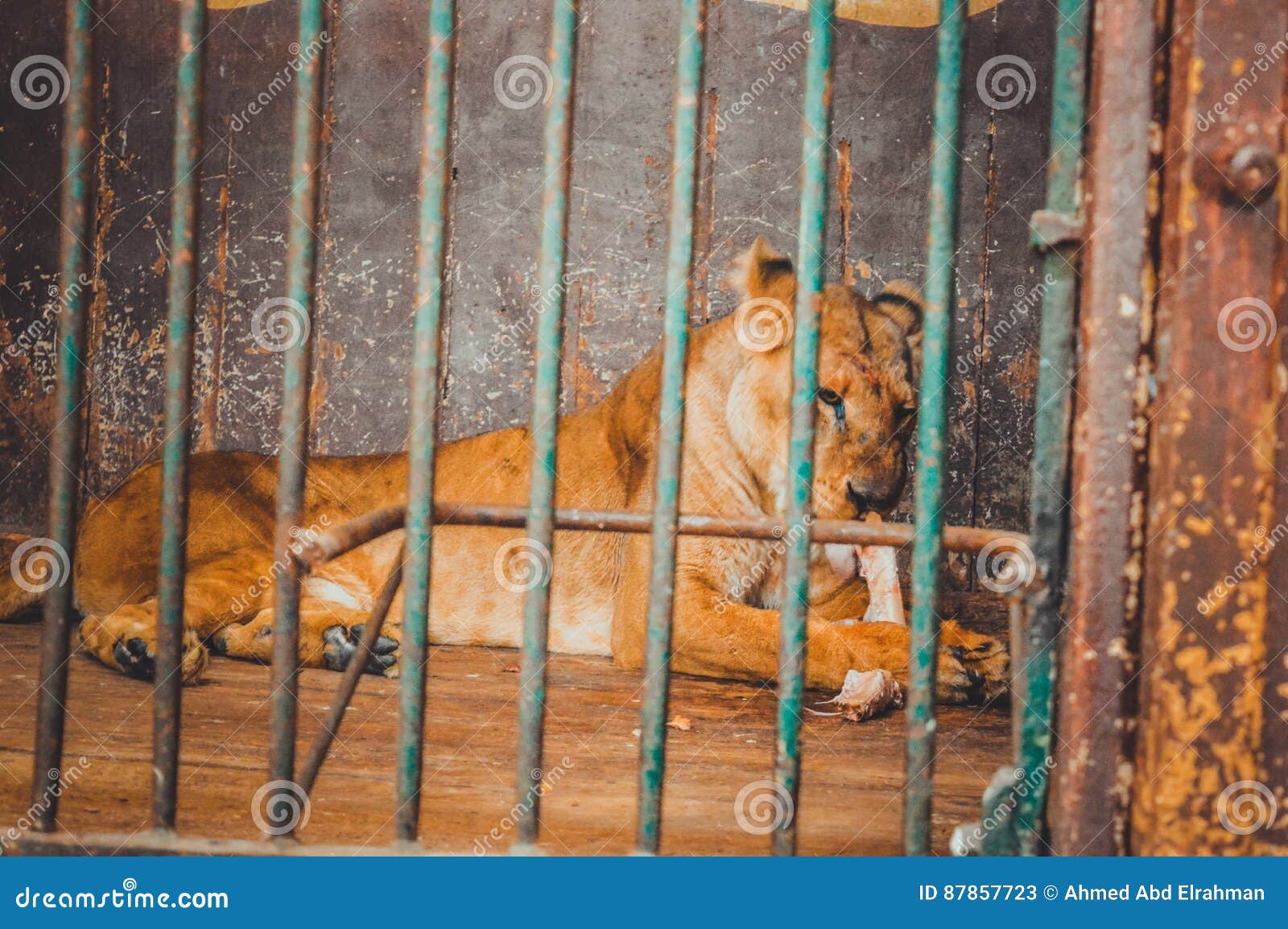 Lion eating in jail stock image. Image of dangerous, caged - 87857723