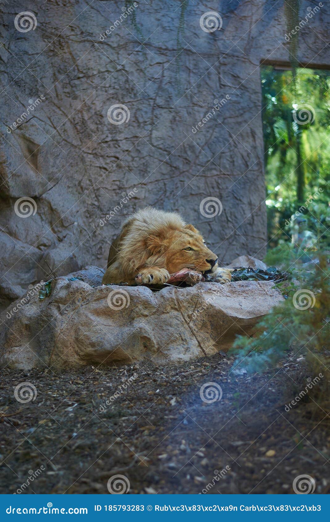 Lion eating meat on a rock stock image. Image of african - 185793283