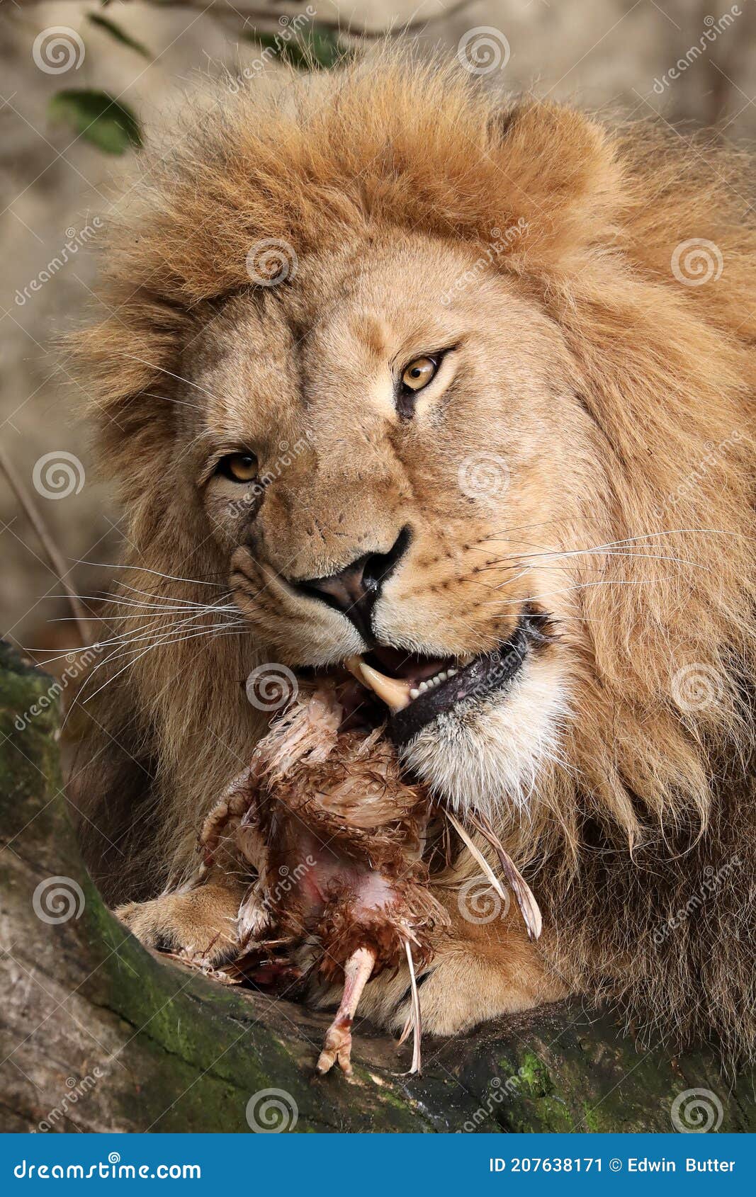 Lion Eating