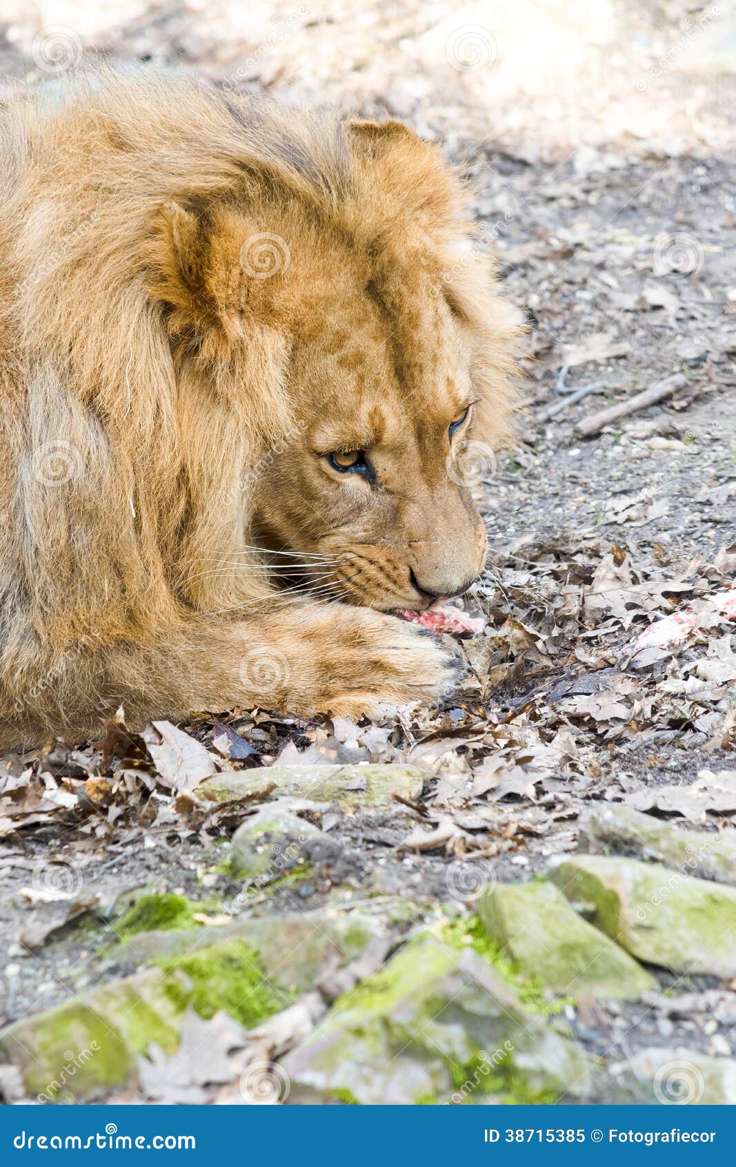 A Lion Eating a Piece of Meat. Stock Image - Image of fotografiecor ...