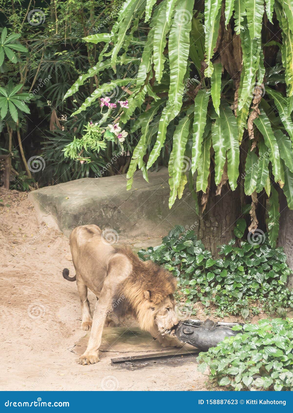 The lion is eating prey stock image. Image of green - 158887623