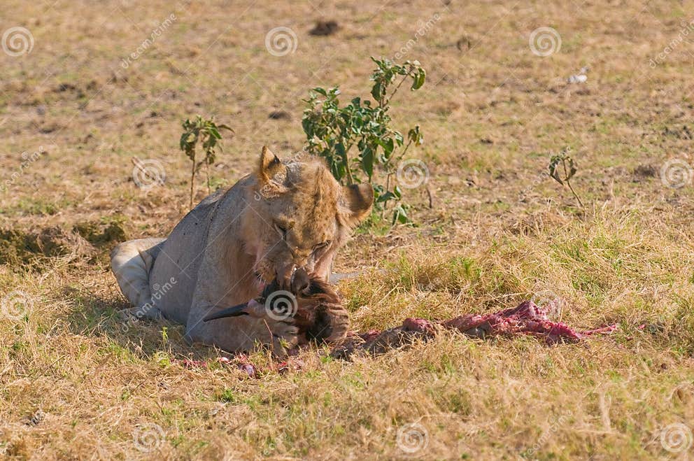 Lion eating wildebeest stock photo. Image of hunter, kenya - 7681046