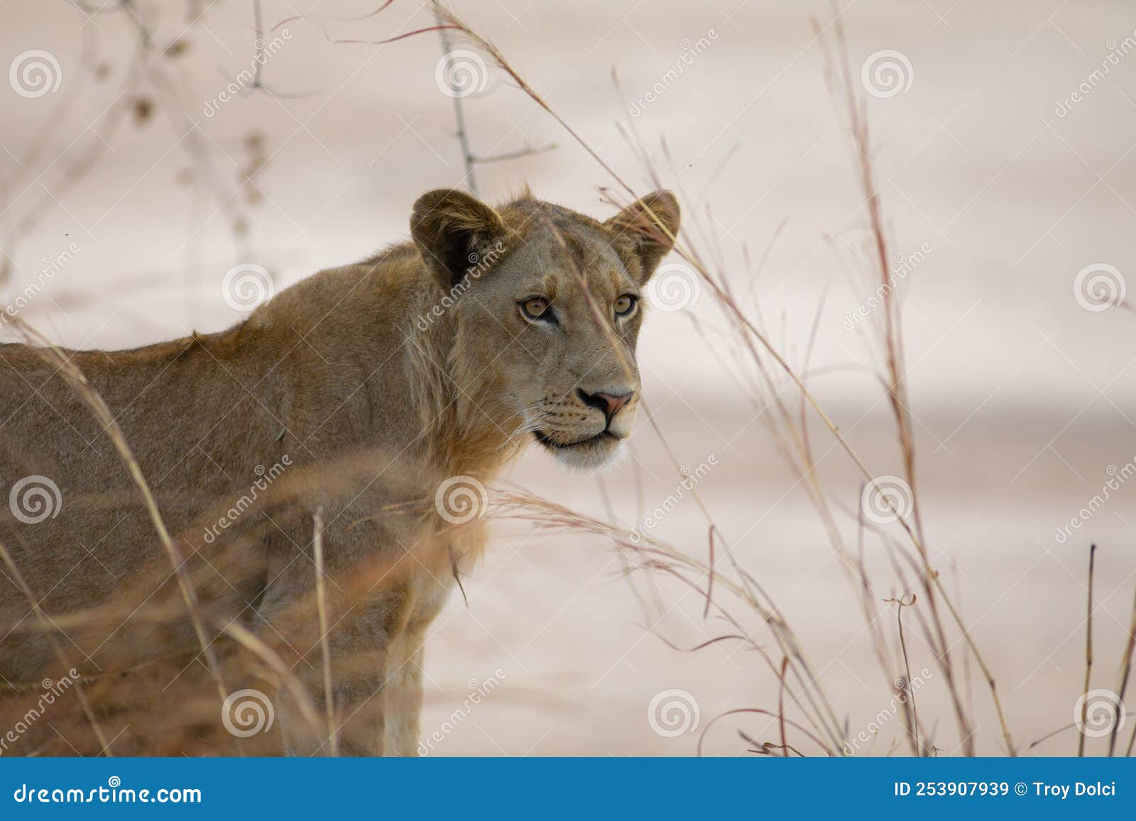 Lion Emerging from the Bush in Zambia Stock Image - Image of color ...