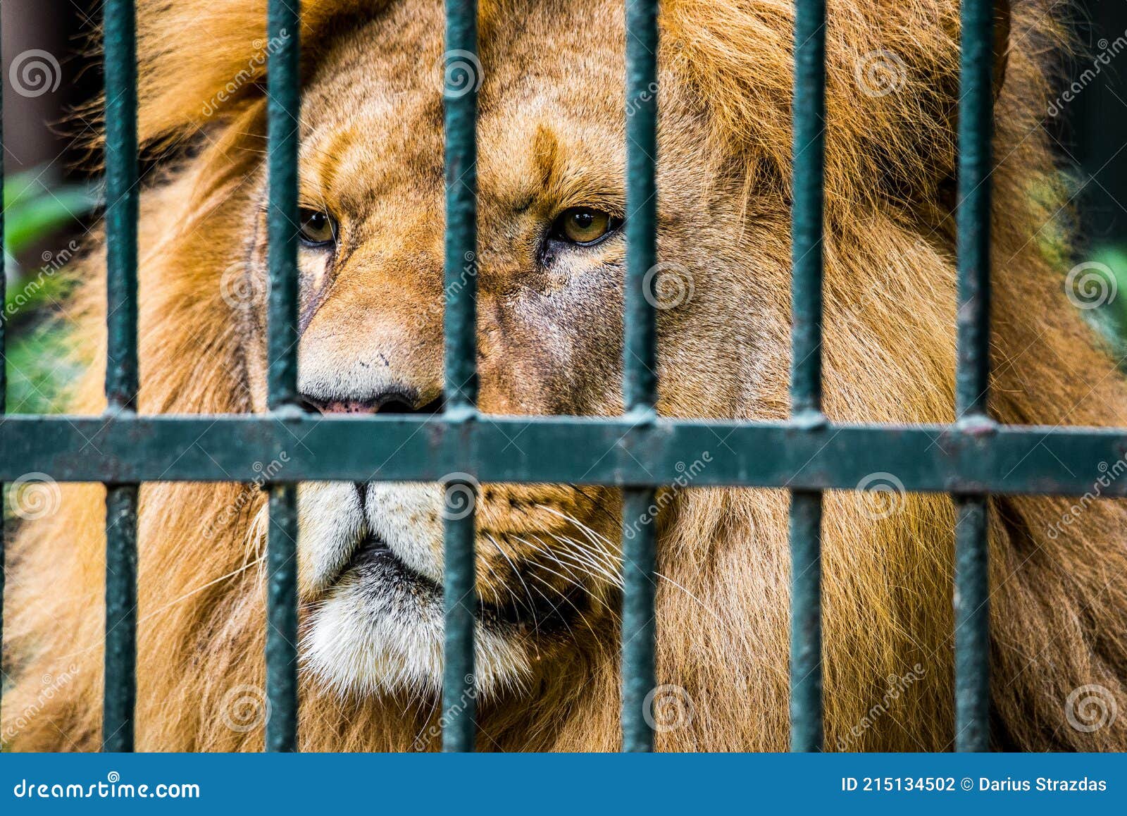 Lion en cage photo stock. Image du fond, bête, africain - 215134502