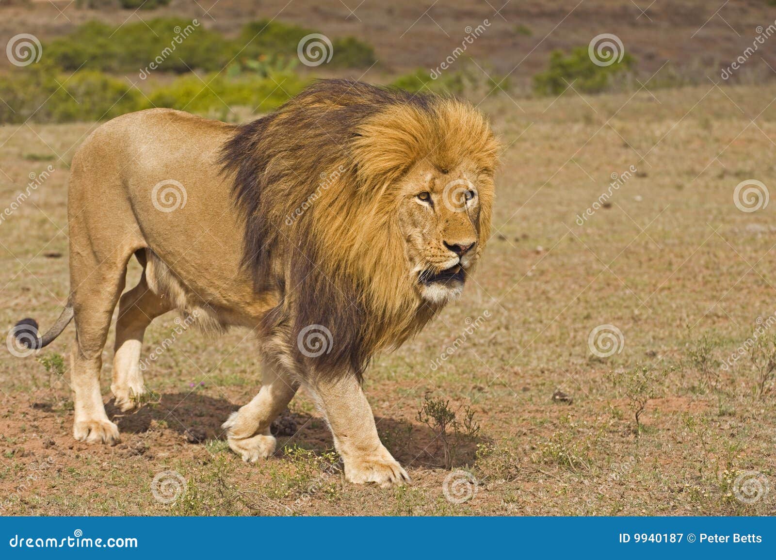 Lion Cub Crosses Grass With Lioness Behind Stock Photo | CartoonDealer ...