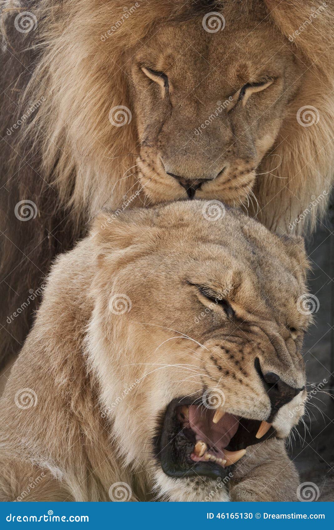 Lion Et Lionne Photos Stock - Téléchargez 4,023 Photos libres de droits