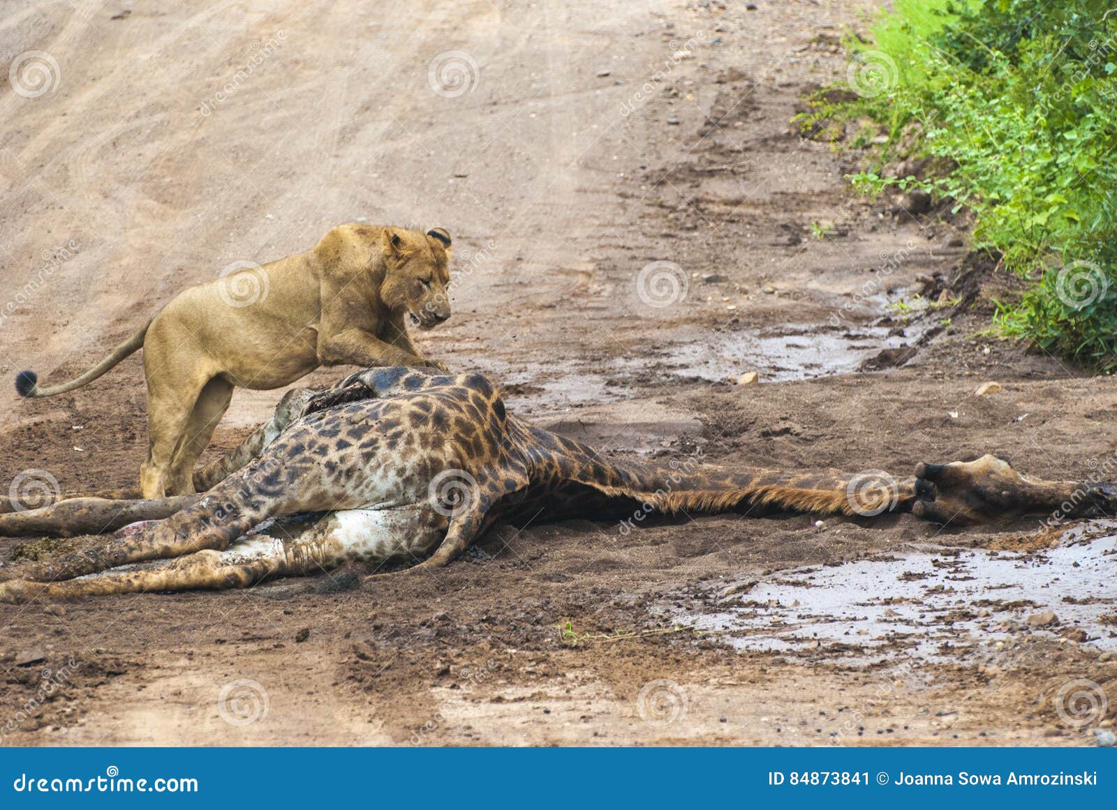 Lion et sa proie image stock. Image du proie, nationale - 84873841