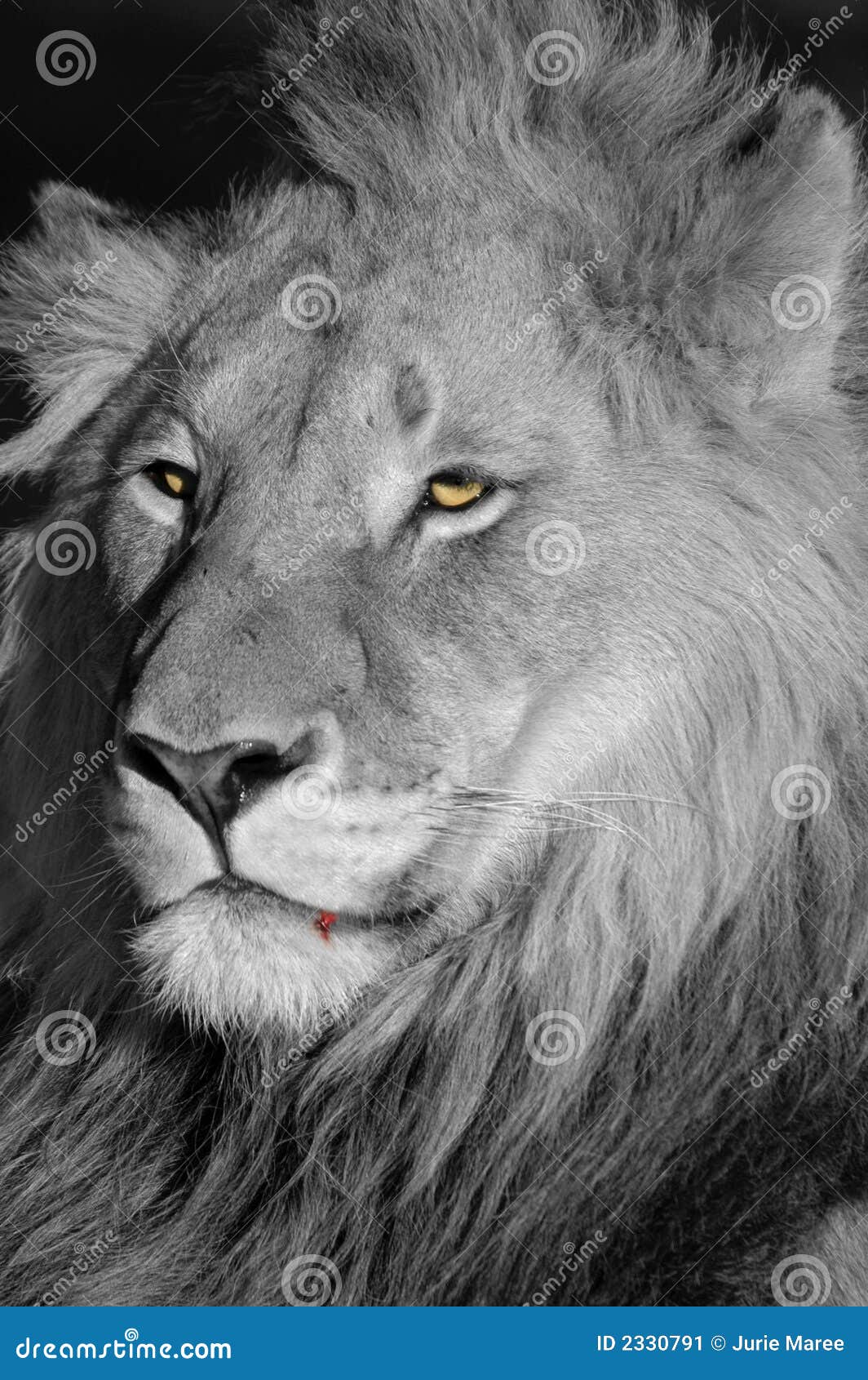 Lion Eyes And Blood. Stock Image | CartoonDealer.com #2330791