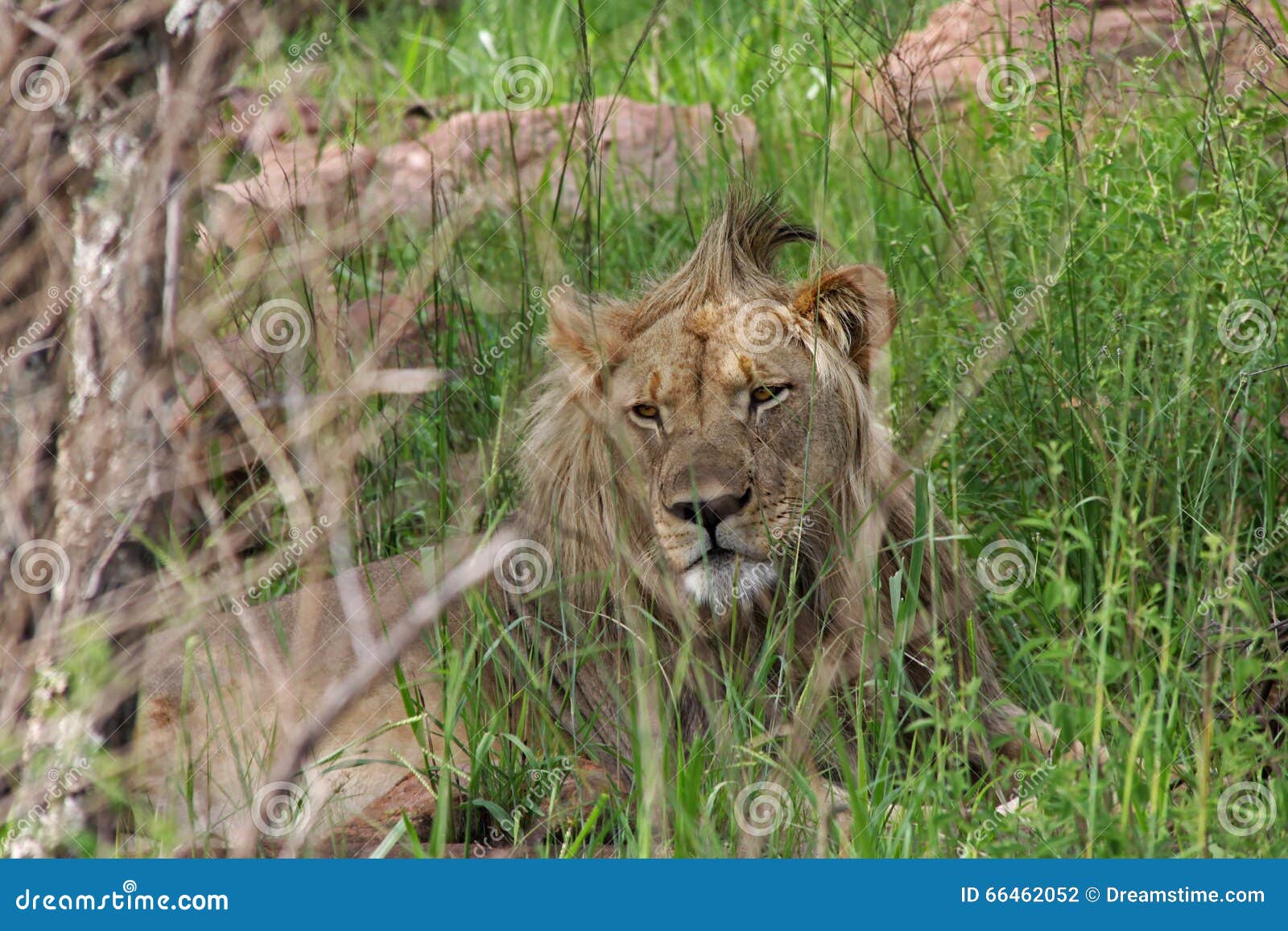 Lion Eyes stock photo. Image of lion, resting, reserve - 66462052