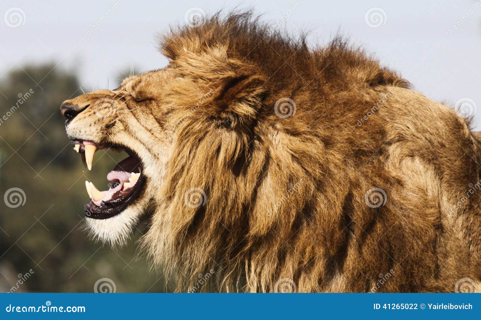 Lion Fâché Stock Photos - Download 3,138 Images