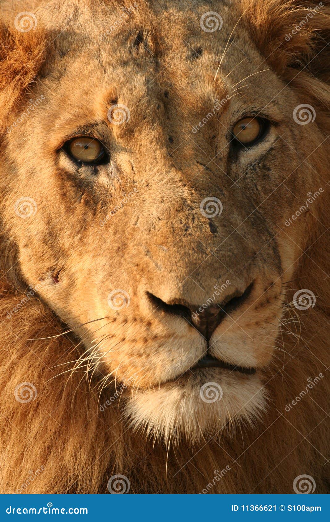 Lion face stock image. Image of staring, bemused, shocked - 11366621