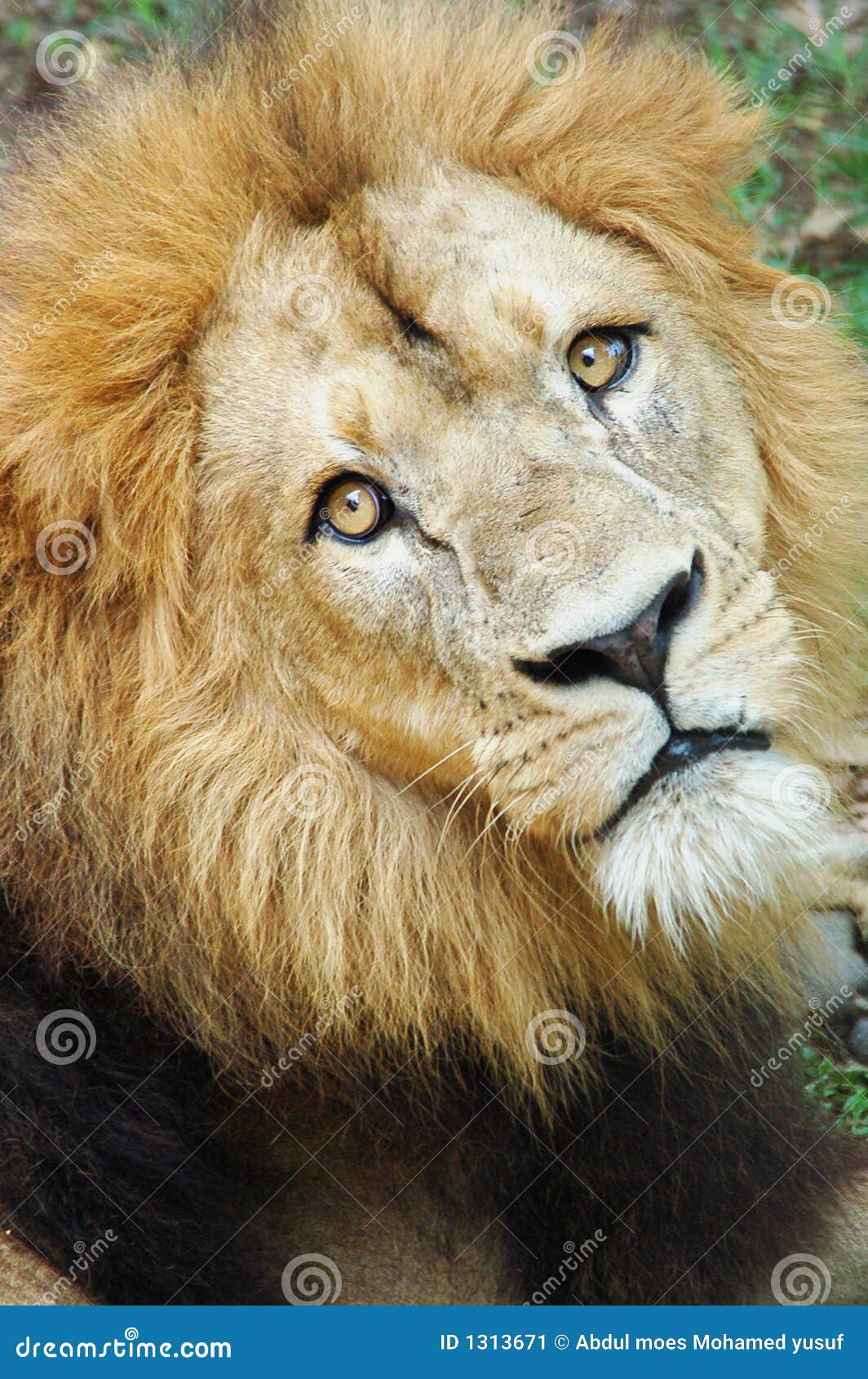 Lion Face stock image. Image of head, animal, lion, portrait - 1313671