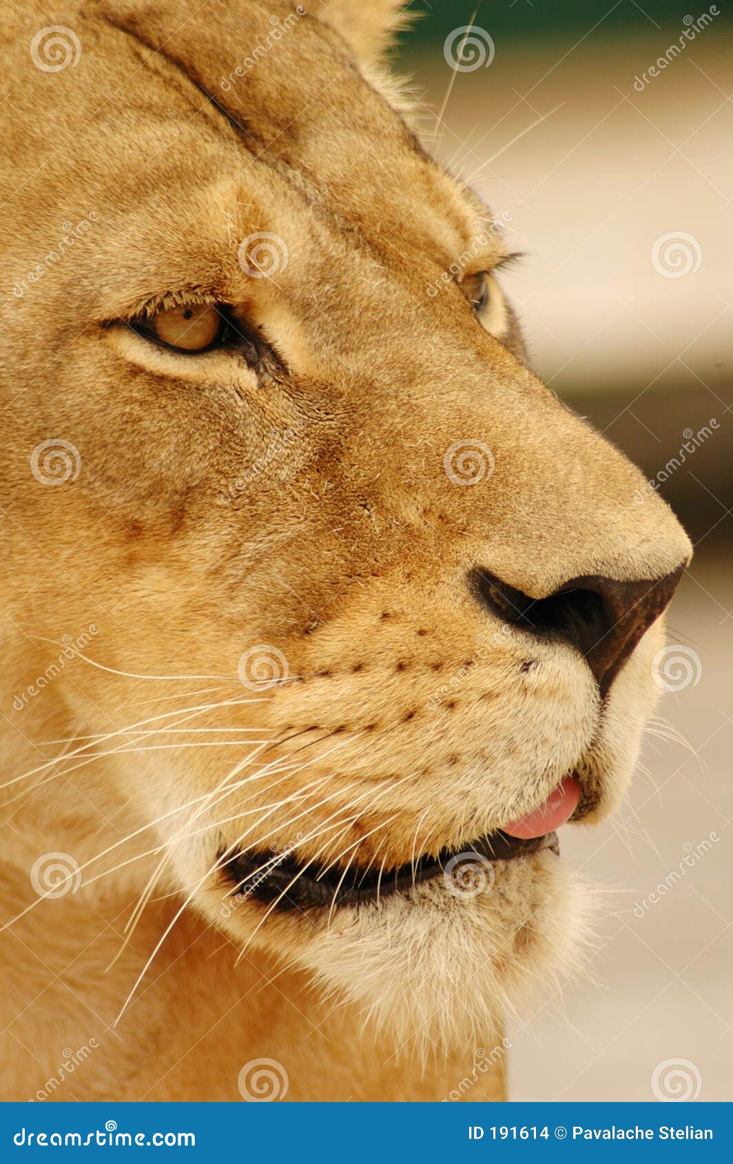 Lion face stock photo. Image of exaggerated, combatant - 191614
