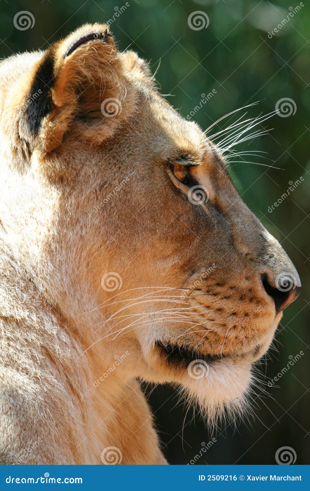 Lion face stock photo. Image of ferocious, ground, standing - 2509216