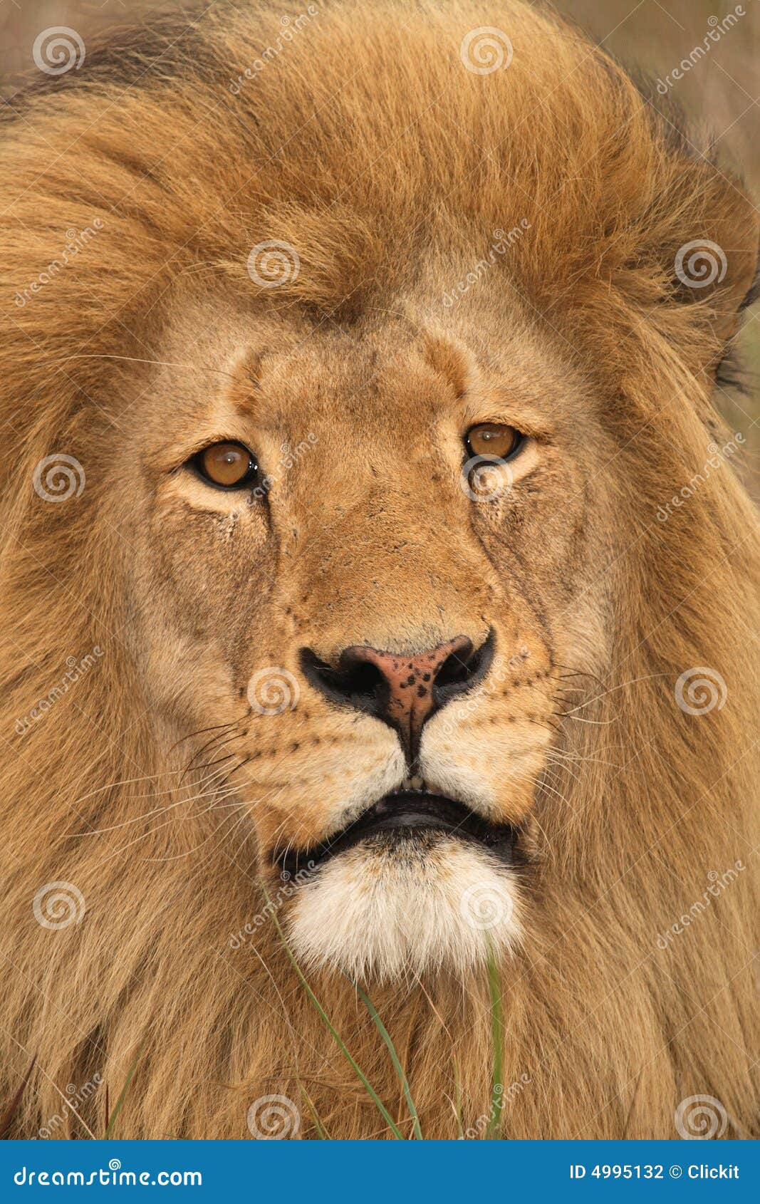 Lion face. stock photo. Image of african, face, lion, predator - 4995132