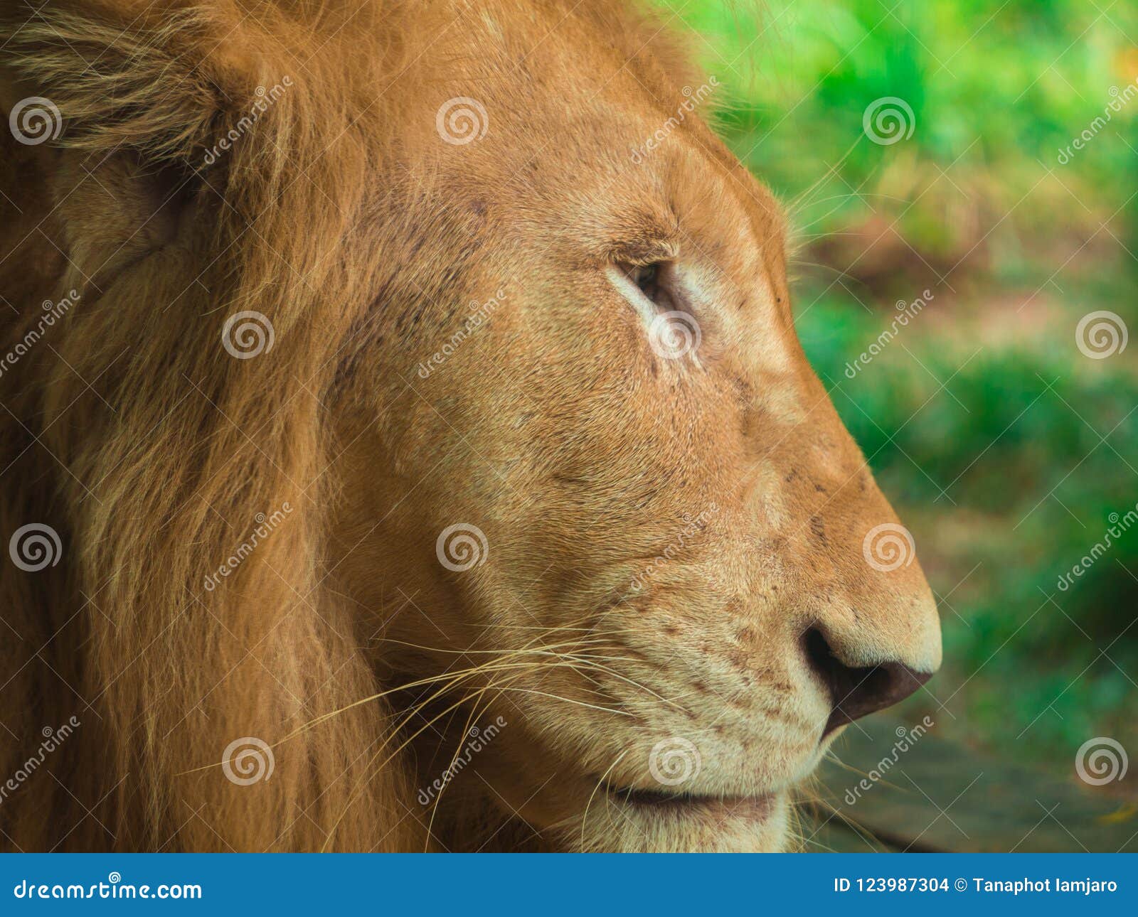 Lion face close up stock photo. Image of beautiful, safari - 123987304