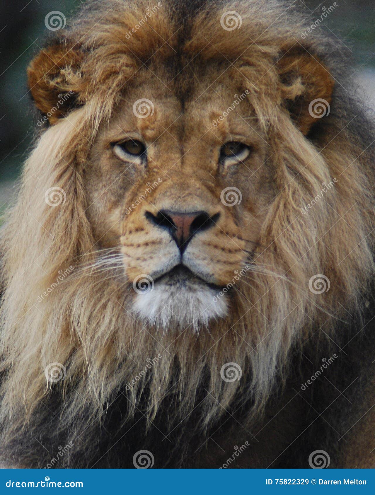 Lion face stock image. Image of travel, wildlife, africa - 75822329
