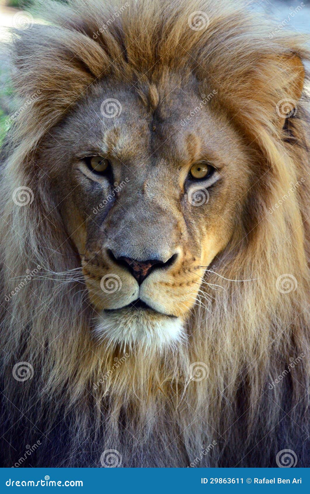 Lion stock image. Image of africa, head, mane, game, king - 29863611