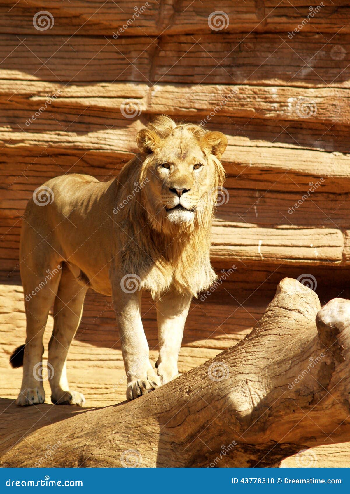 Lion face-on stock photo. Image of face, full, wildlife - 43778310