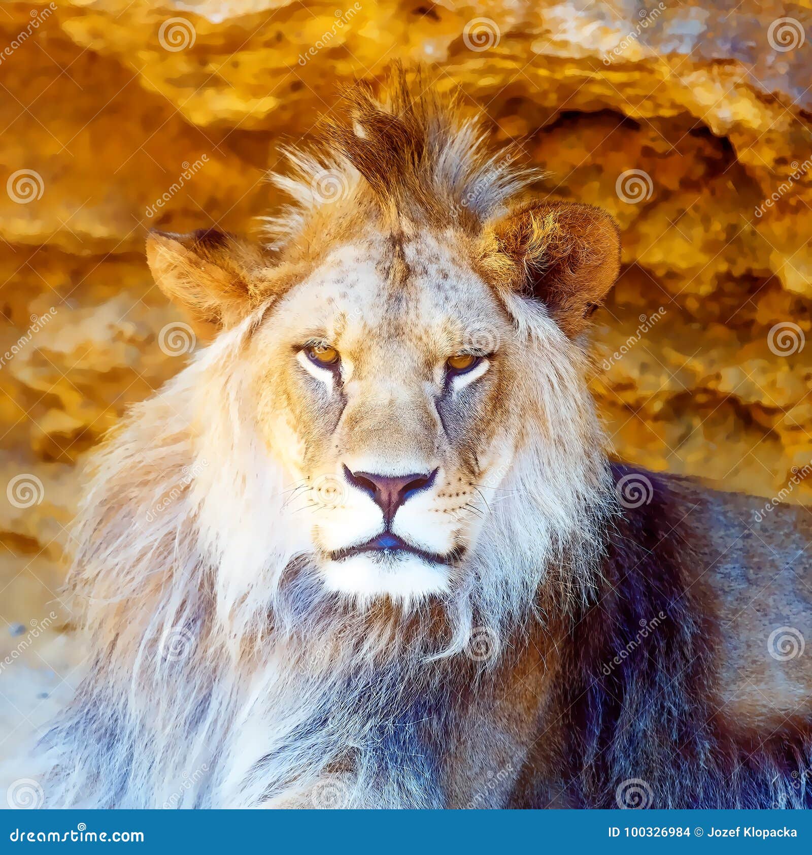 Lion Face and Graphic Effect. Stock Photo - Image of lion, colorful ...