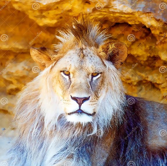 Lion Face and Graphic Effect. Stock Photo - Image of lion, colorful ...