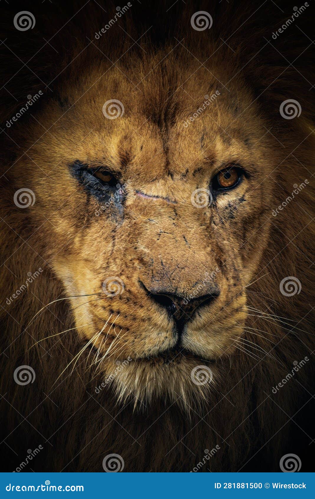 Lion Face with a Large Black Damaged Eye Stock Photo - Image of wild ...