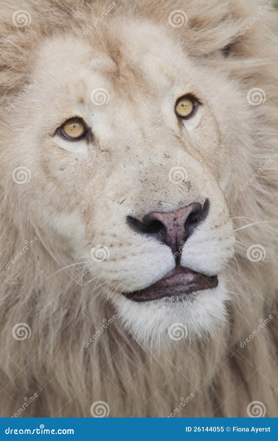 Lion face up close stock image. Image of wildlife, eyes - 26144055