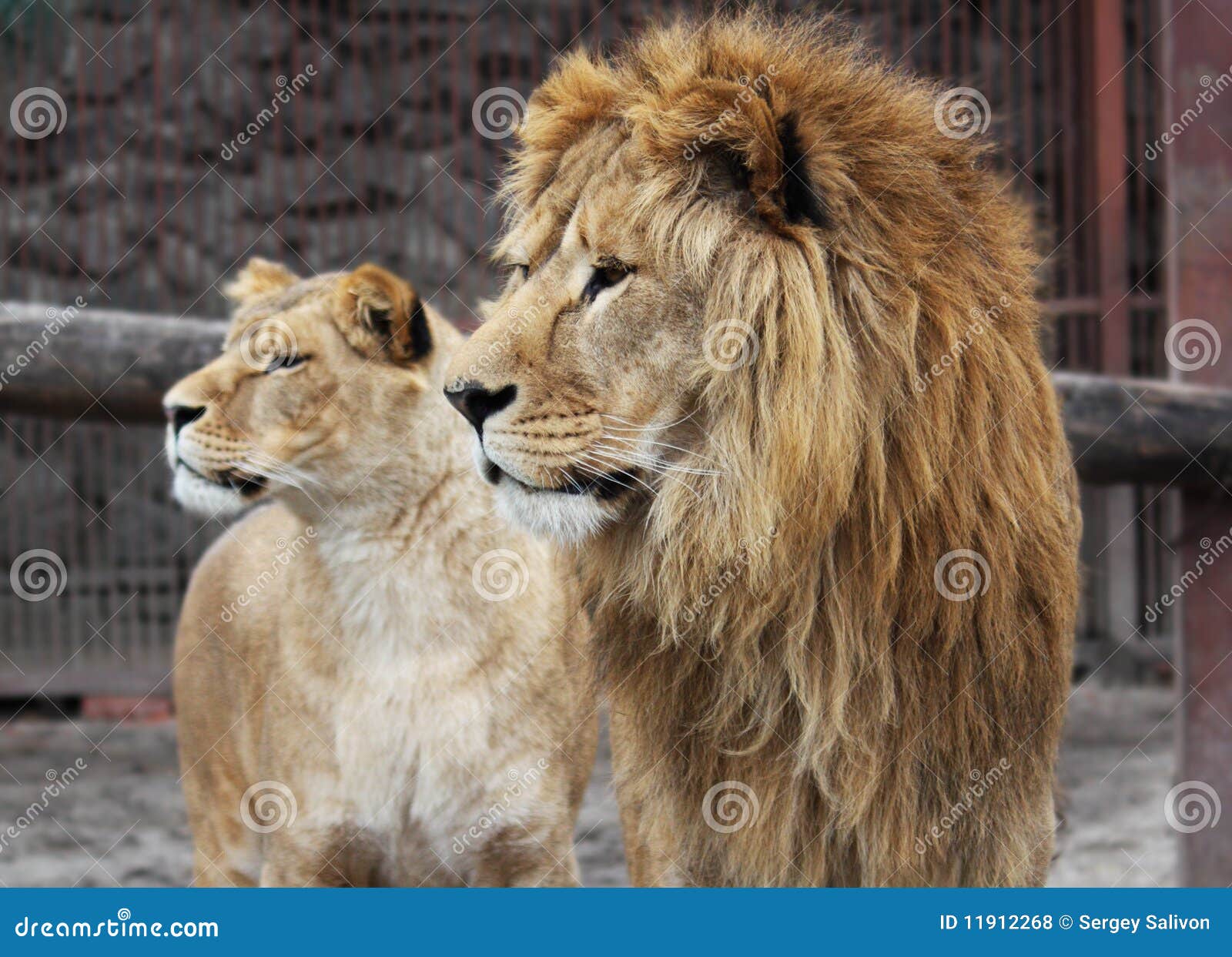 Lion family stock photo. Image of wild, mane, large, feline - 11912268