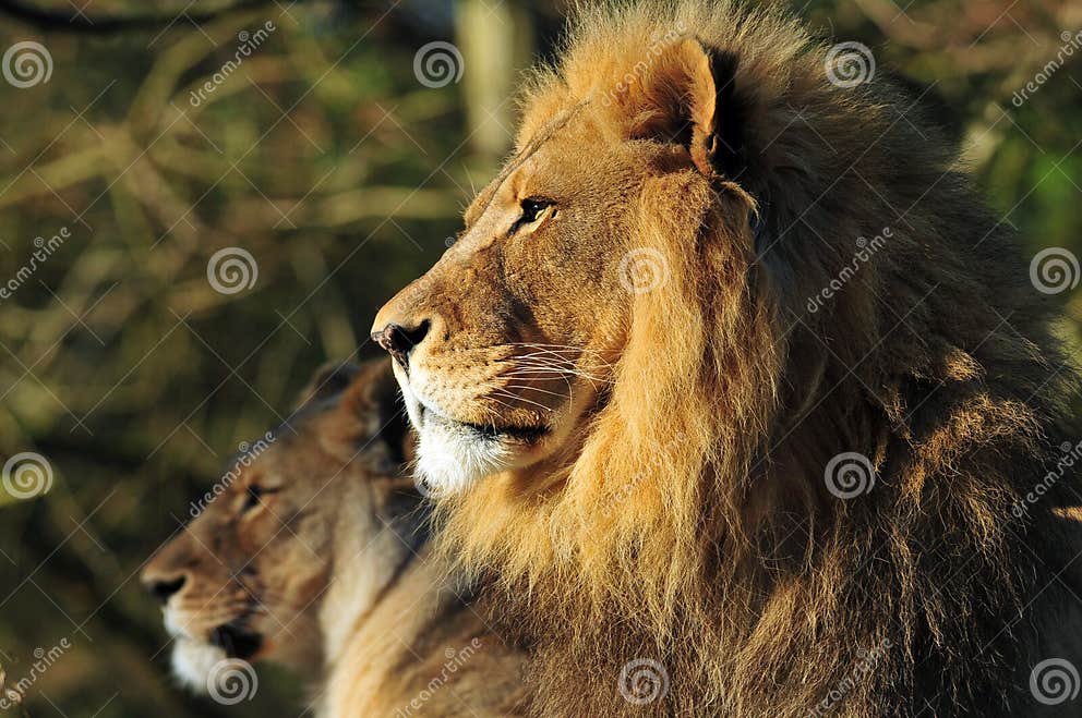 Lion family stock photo. Image of animal, intense, jungle - 12184520