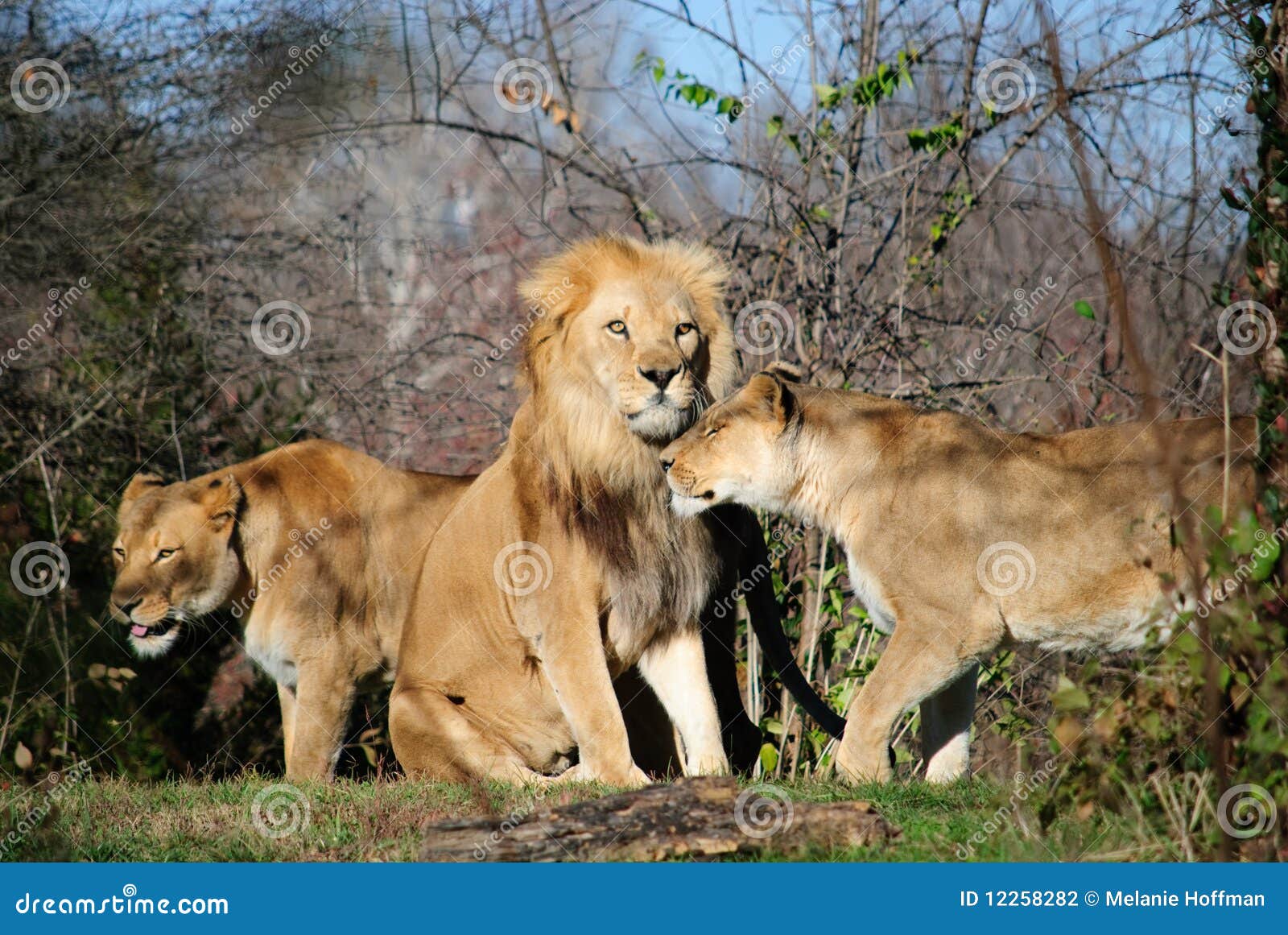 Lion Family stock photo. Image of large, africa, african - 12258282