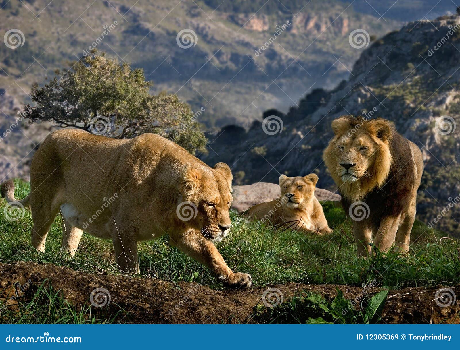 Lion family stock image. Image of valley, wildlife, nature - 12305369