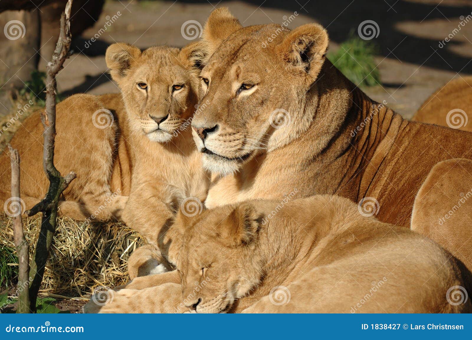 Lion Family Walking On The Ground, And Lion Cub Lies Down Royalty-Free ...