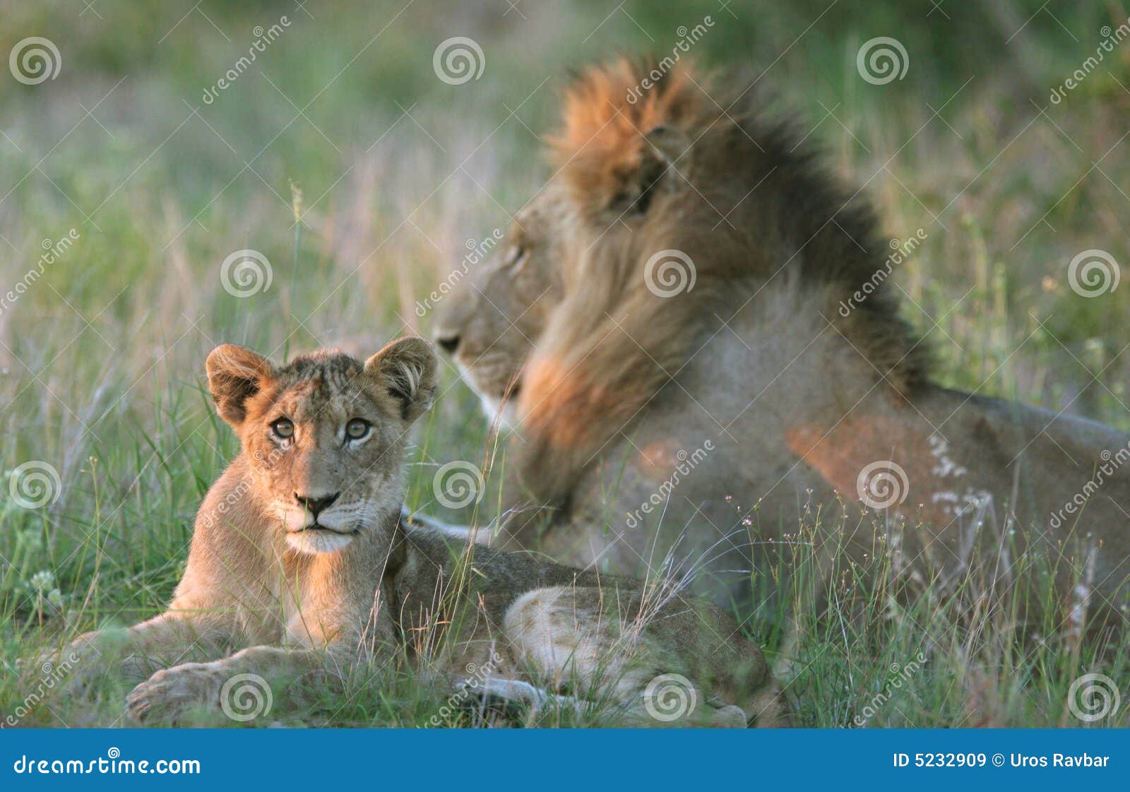 Lion Family stock image. Image of adapted, habitat, natural - 5232909