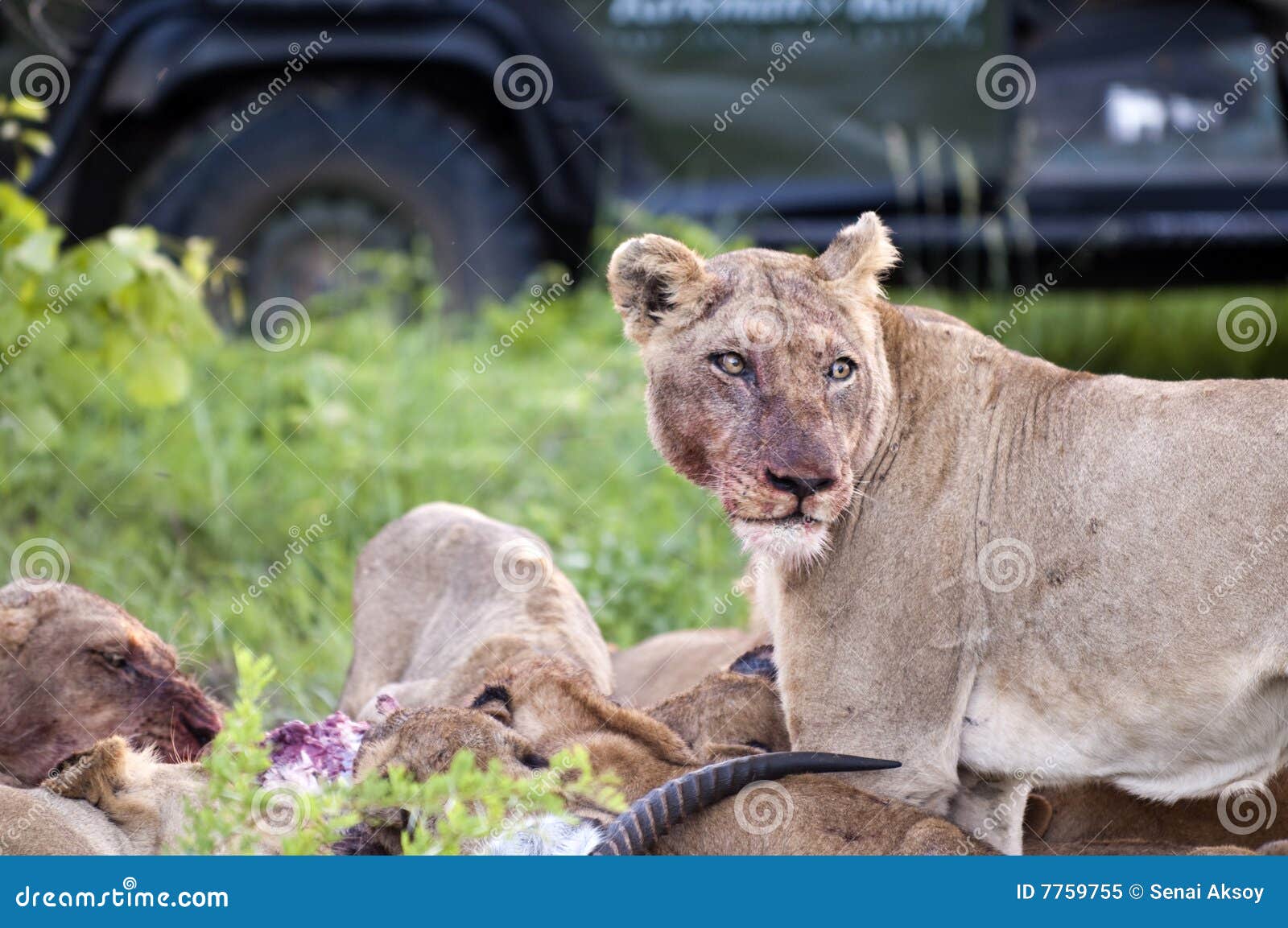 Lion Family Eating Their Prey Stock Image - Image of share, south: 7759755