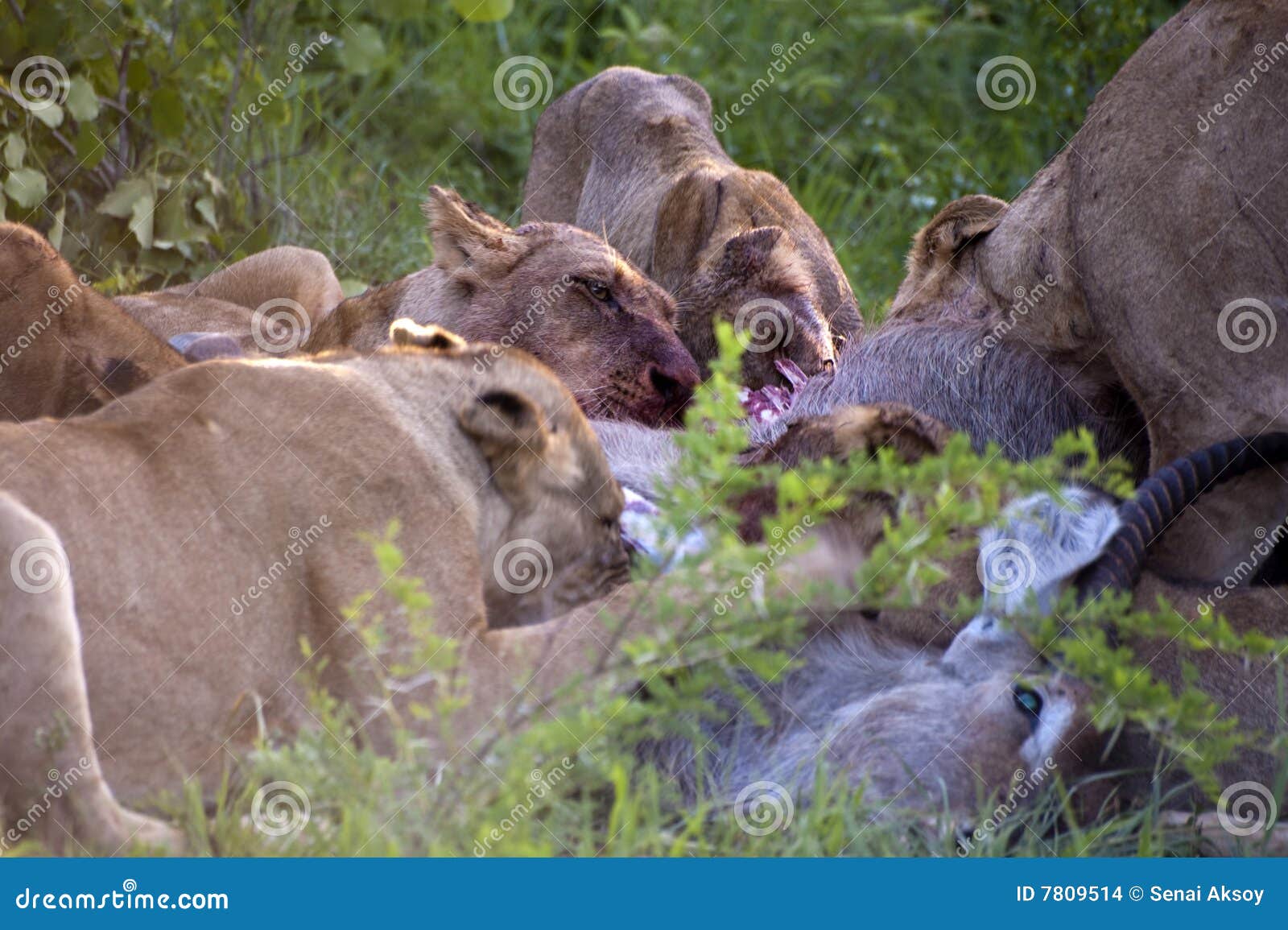 Lion Family Eating Their Prey Stock Photo - Image of animal, aggressive ...