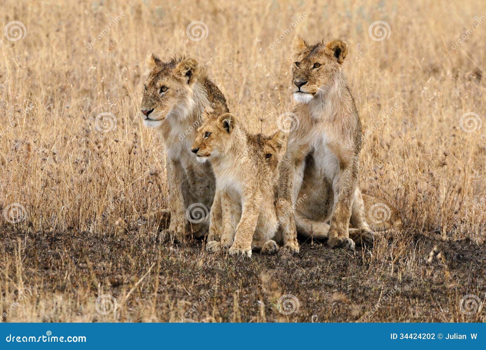 Lion family stock photo. Image of national, acacia, african - 34424202