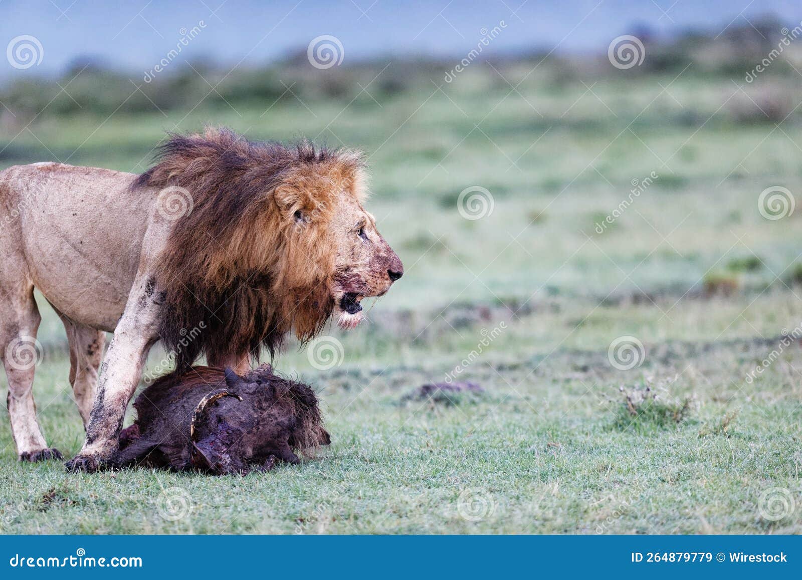 Lion of the Famous Marsh Pride Standing on Its Warthog Kill in the ...