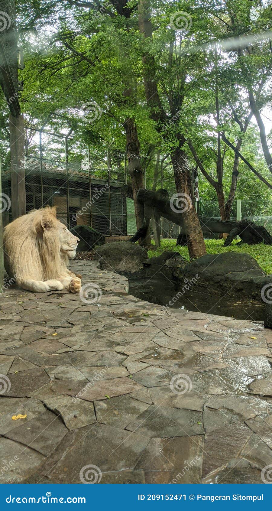 Lion in Fauna Land stock image. Image of fauna, ancol - 209152471