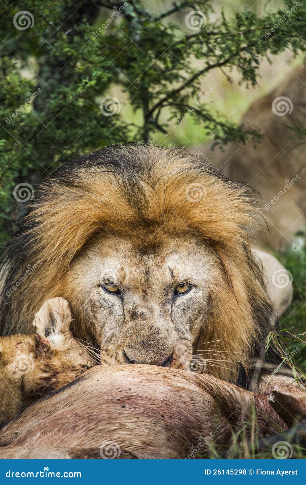 Lion feeding on carcass stock photo. Image of yellow - 26145298