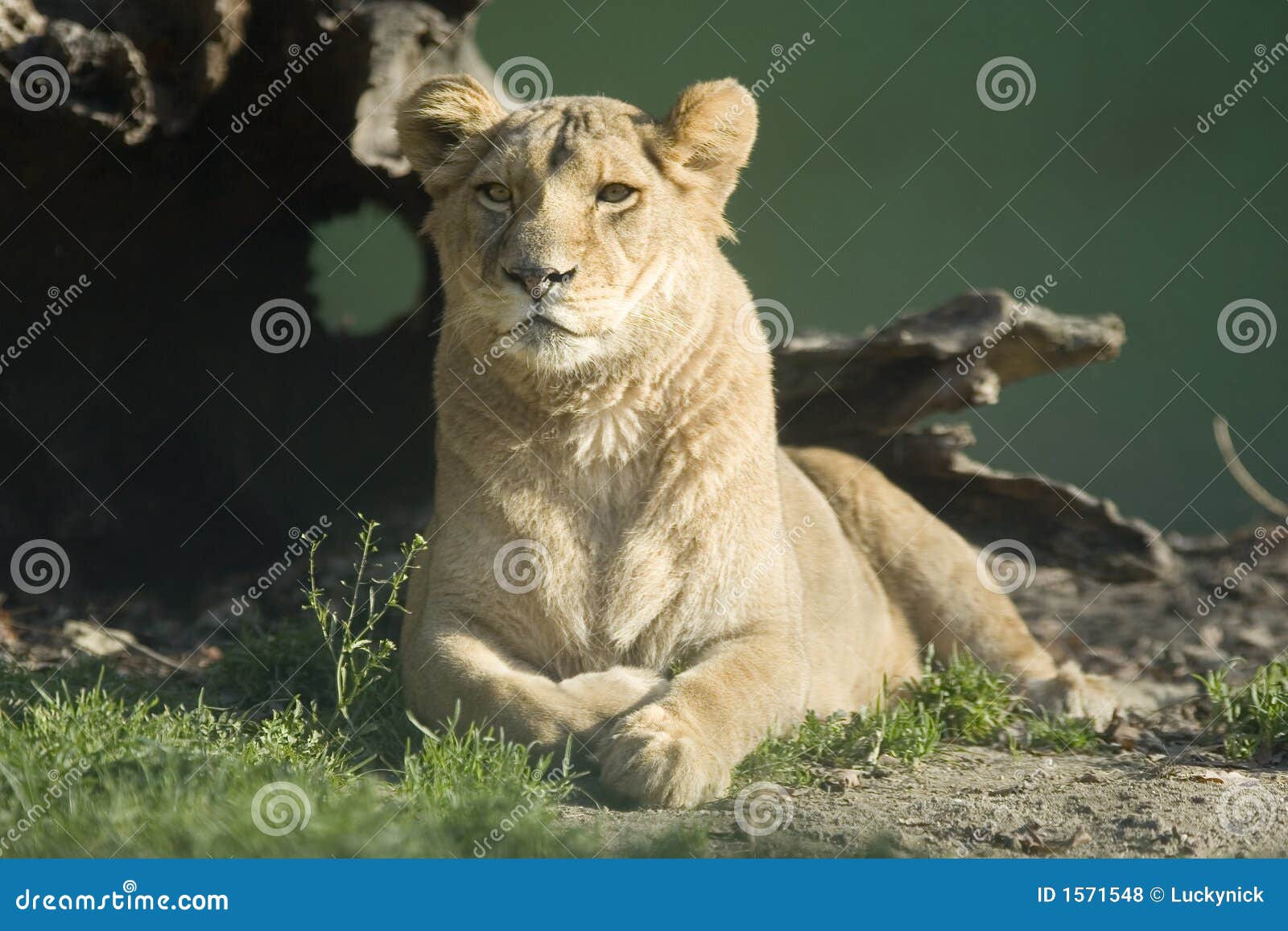 Lion Female stock photo. Image of grass, nature, wild - 1571548