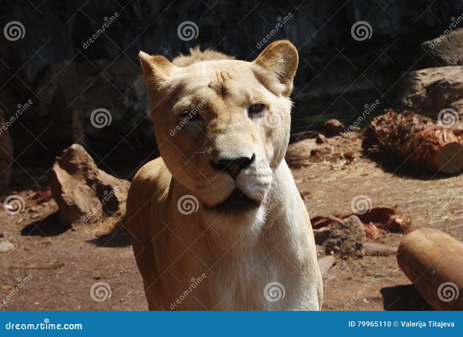 Lion female stock photo. Image of imperious, girl, beautiful - 79965110
