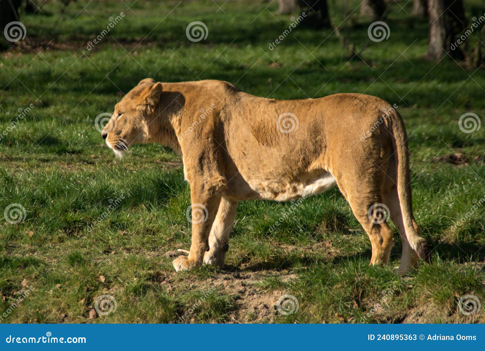 Lion stock image. Image of africa, wildlife, female - 240895363
