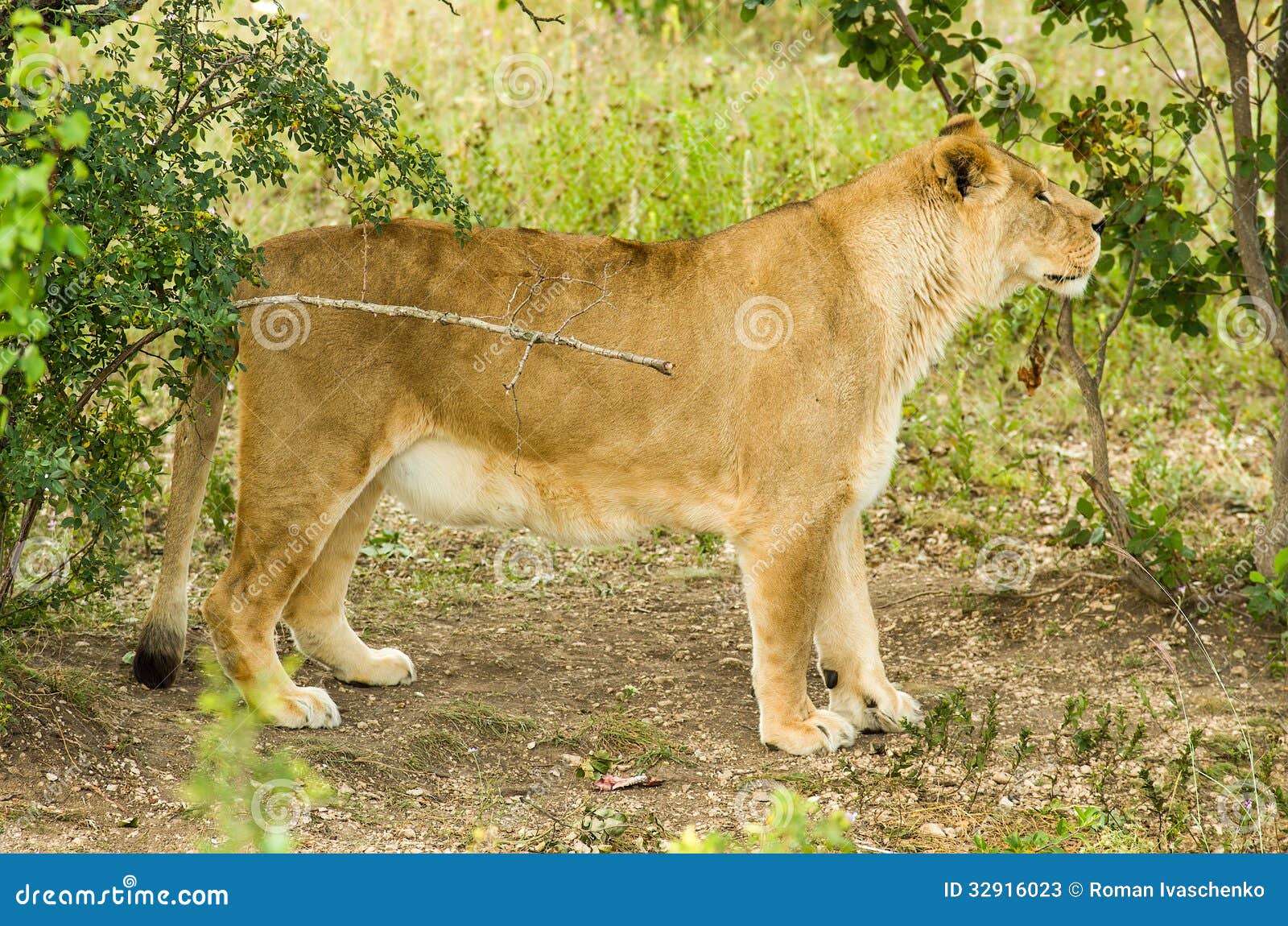 Lion female stock image. Image of standing, stand, large - 32916023