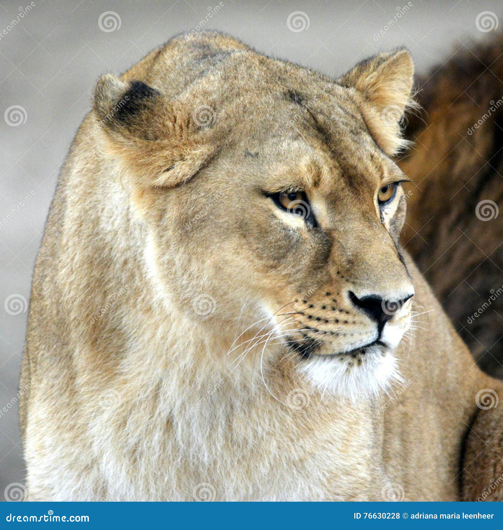 Lion stock photo. Image of lion, wildlife, predator, female - 76630228