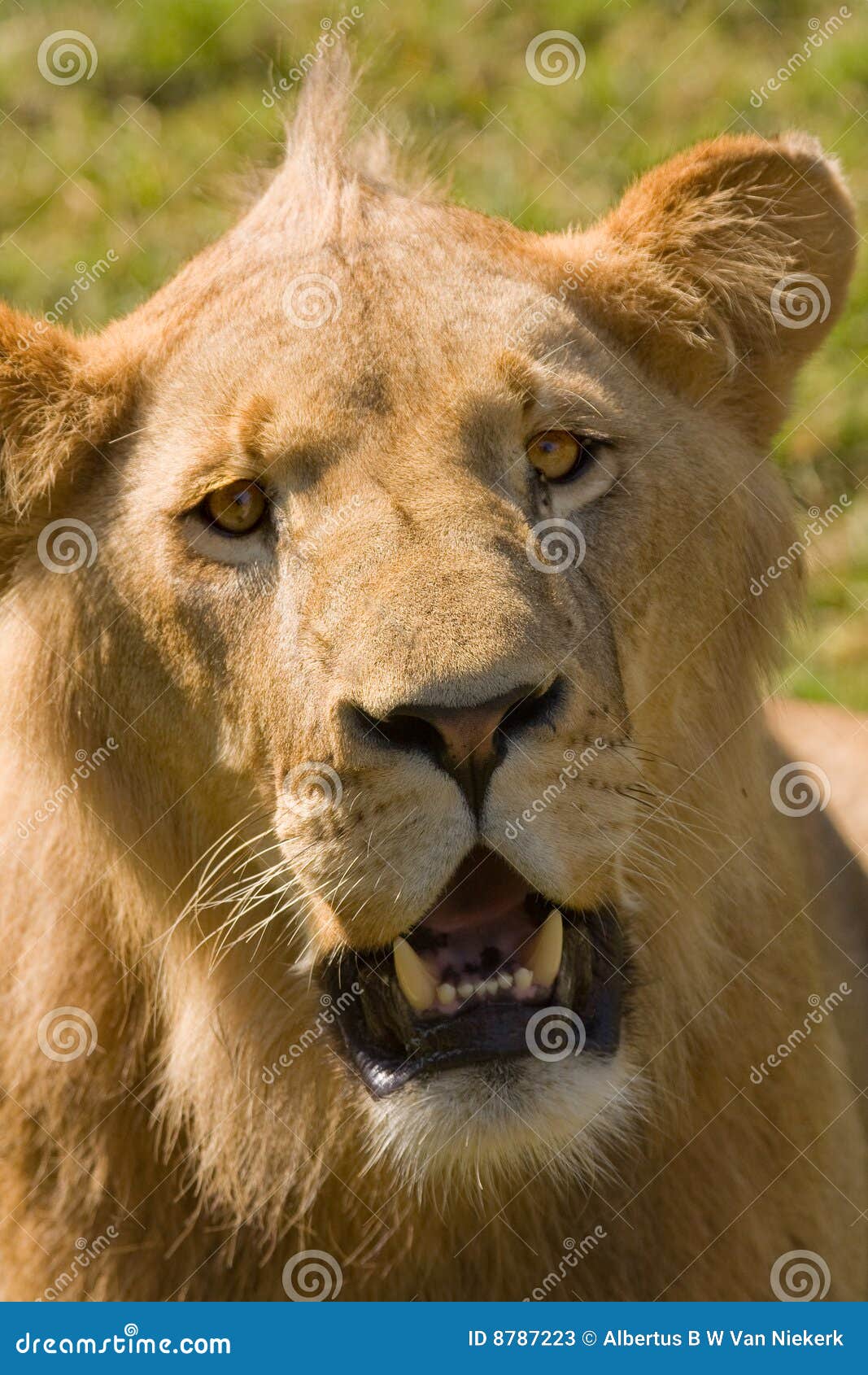 Lion in the Field in Africa. Stock Image - Image of field, outdoor: 8787223