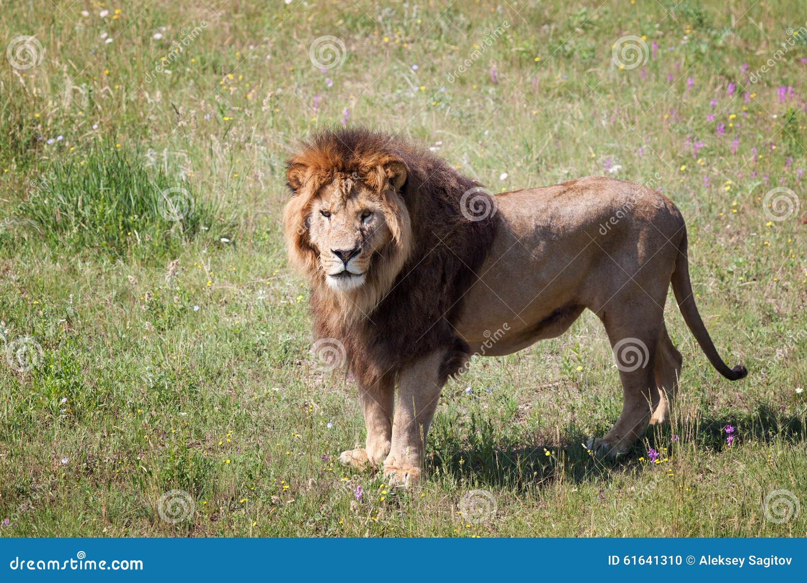 Lion is on the field stock photo. Image of environment - 61641310
