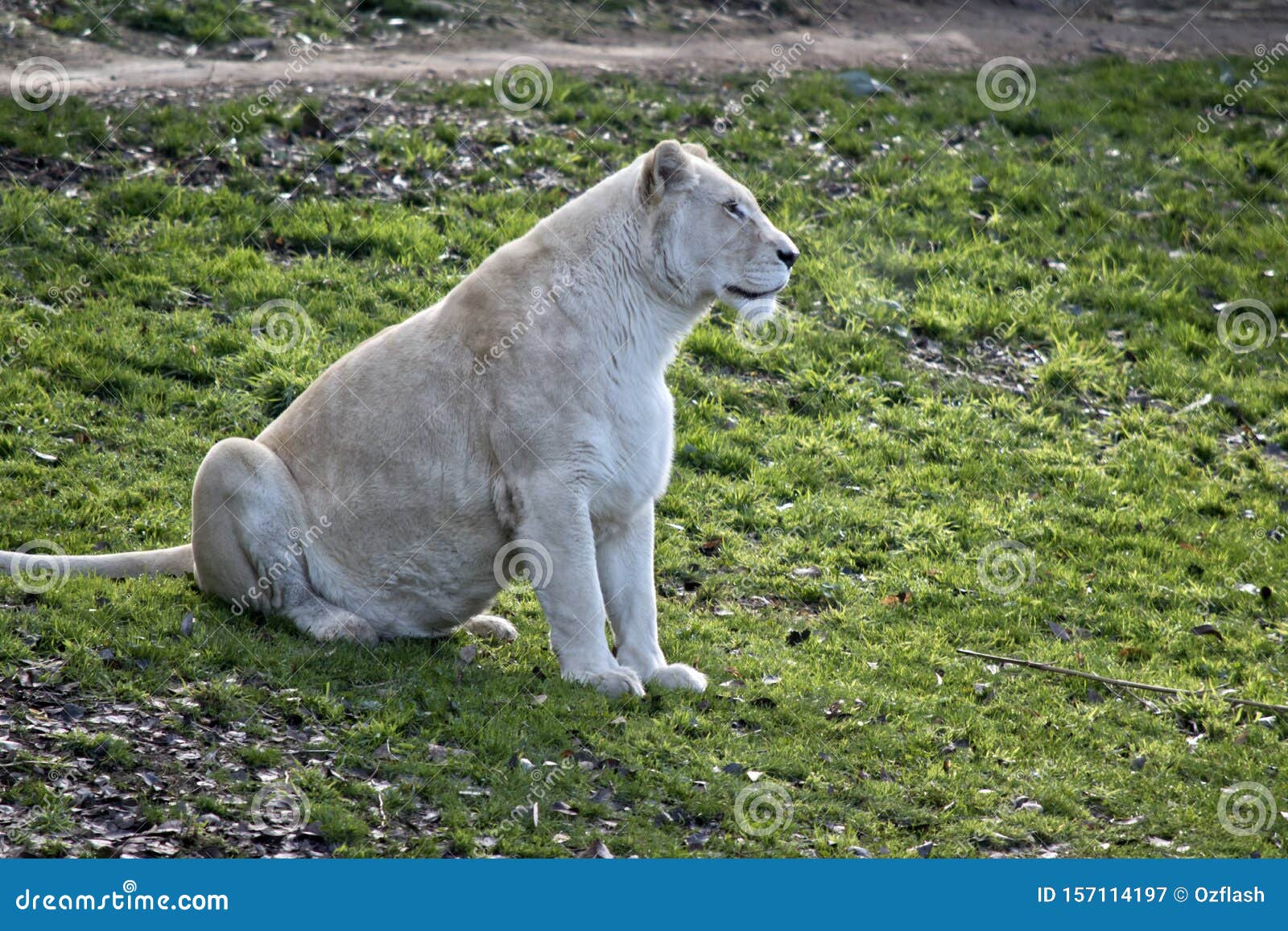 The lion is in the field stock image. Image of lioness - 157114197