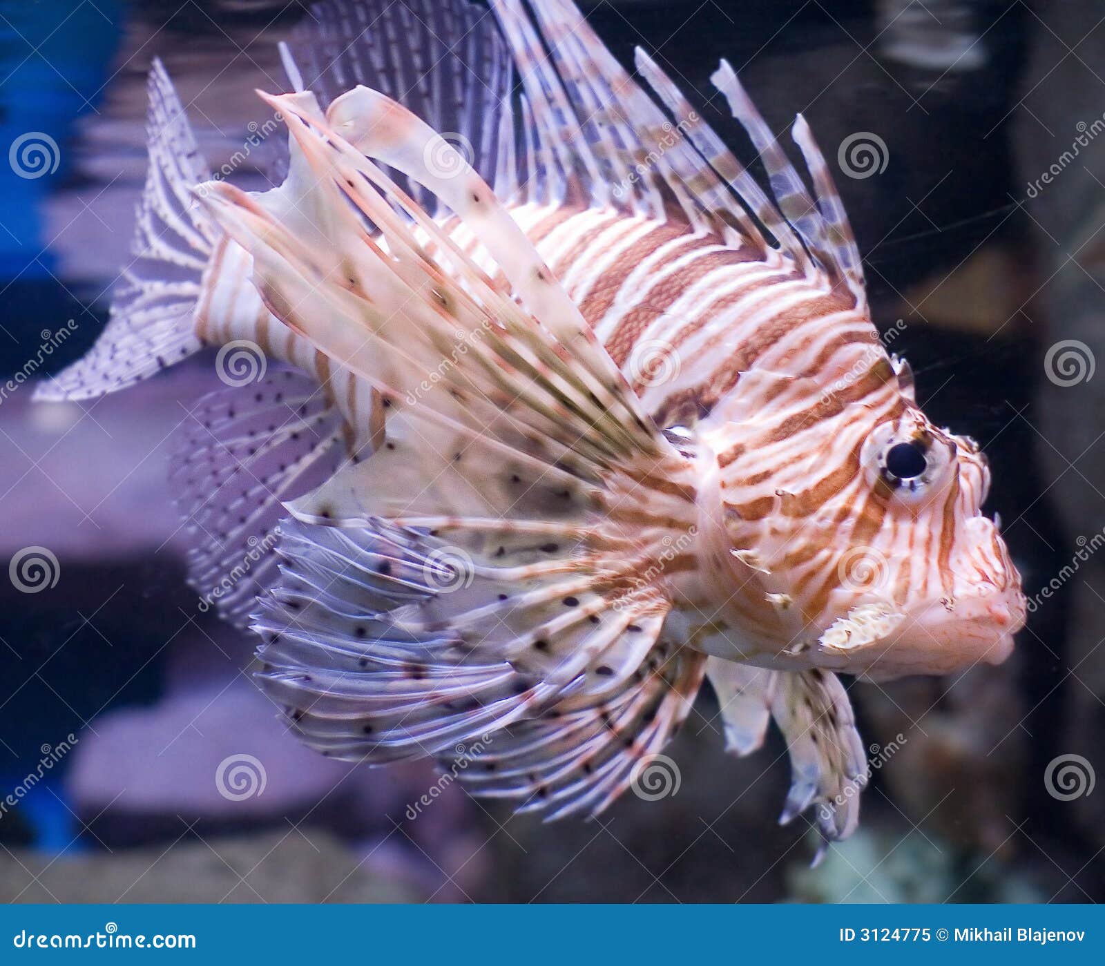 Lion fish 1 stock image. Image of creature, population - 3124775
