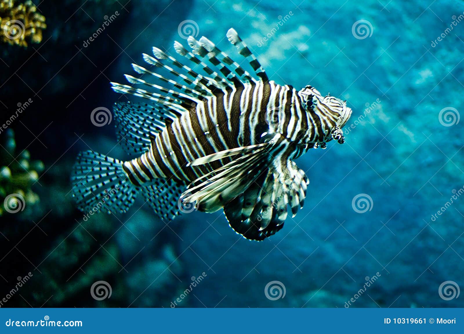 Lion fish stock image. Image of swimming, colour, colored - 10319661