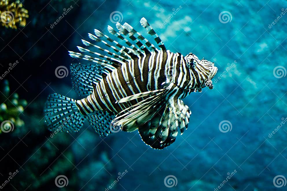 Lion fish stock image. Image of swimming, colour, colored - 10319661